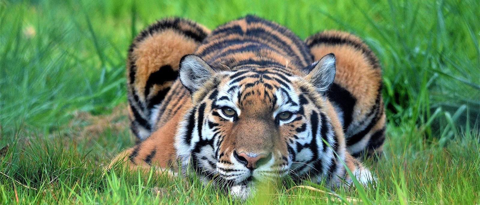 Behind the Scenes | Greater Vancouver Zoo