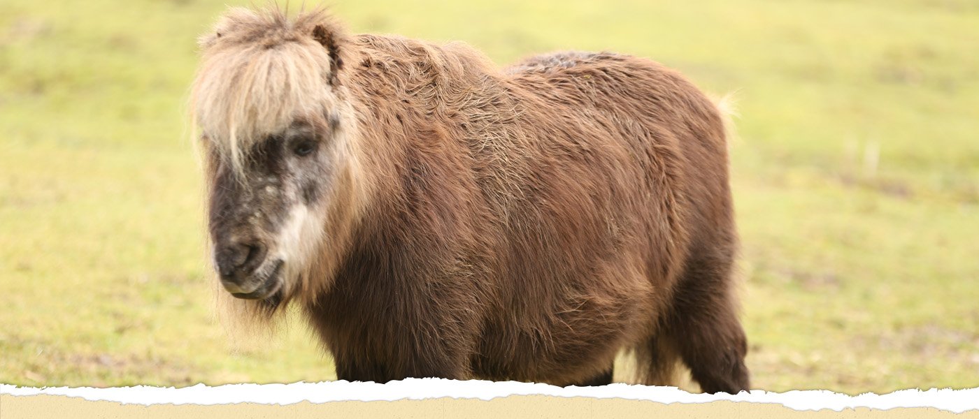 Greater Vancouver Zoo in Aldergrove BC