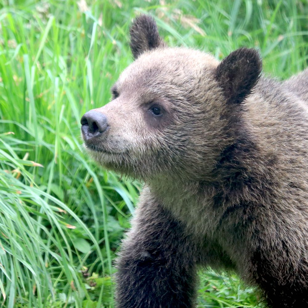 Greater Vancouver Zoo